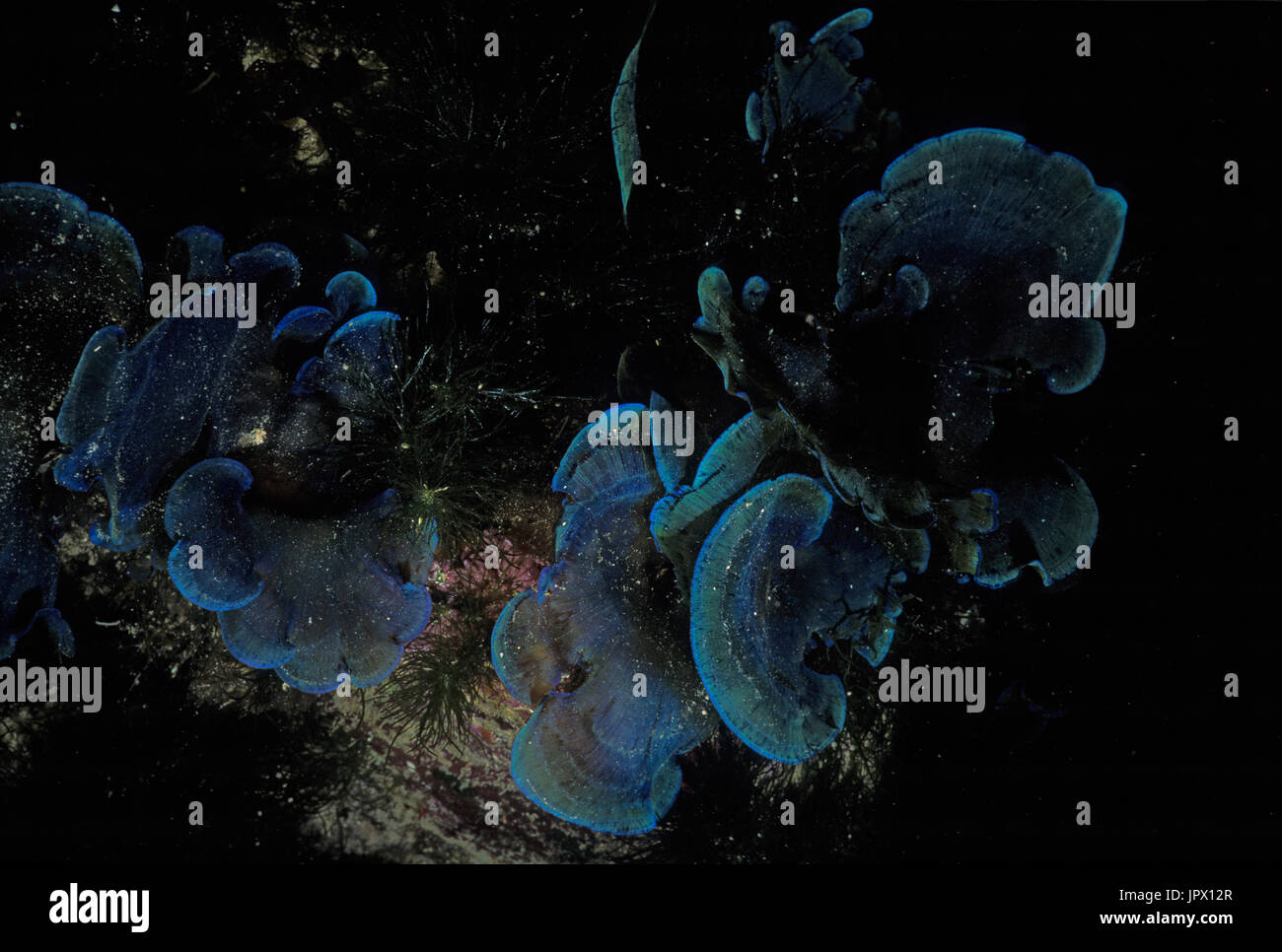 Zonaria flava - Mediterranean Sea Stock Photo - Alamy