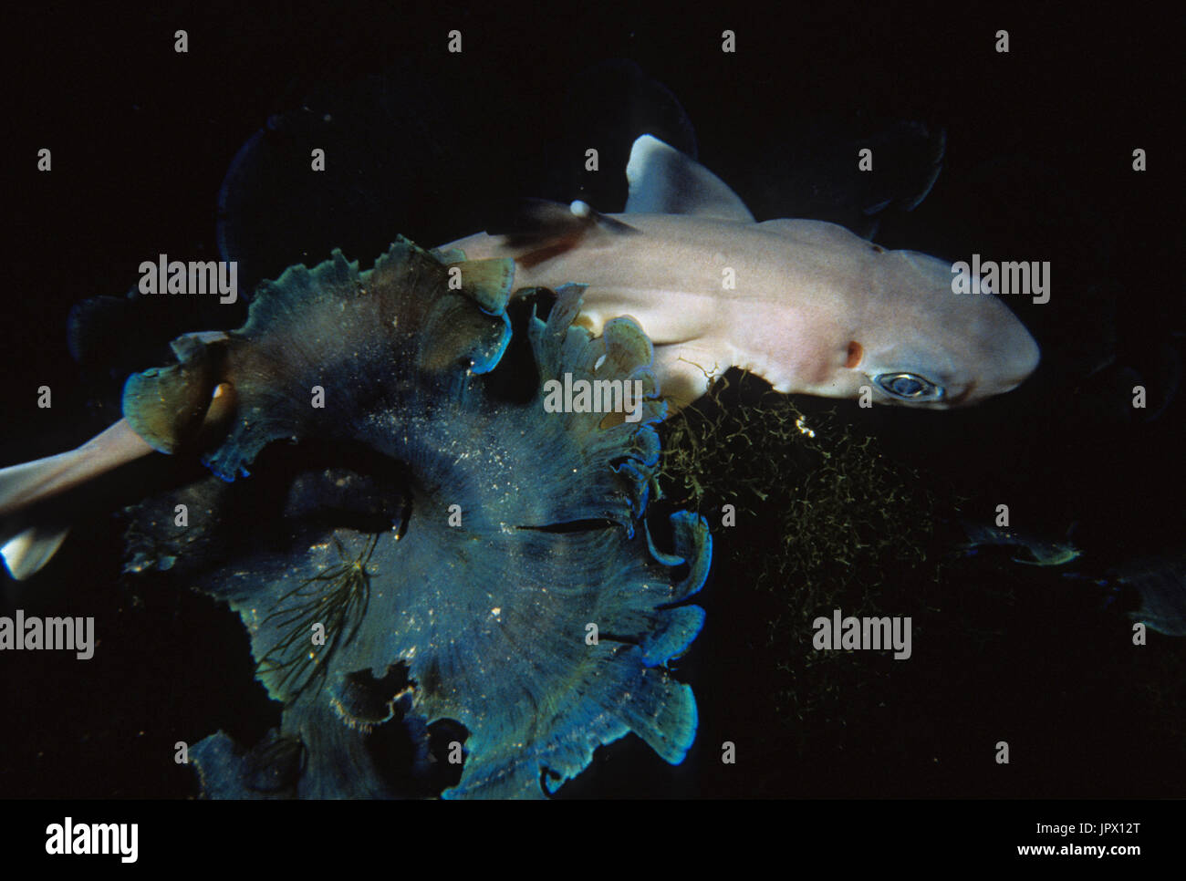 Piked dogfishes squalus acanthias hi-res stock photography and images ...