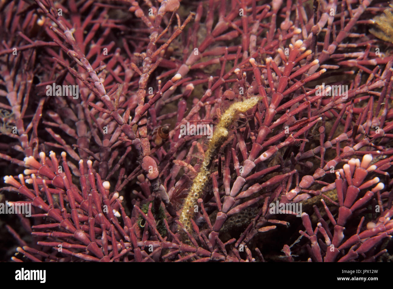 Corallina Elongata High Resolution Stock Photography and Images - Alamy