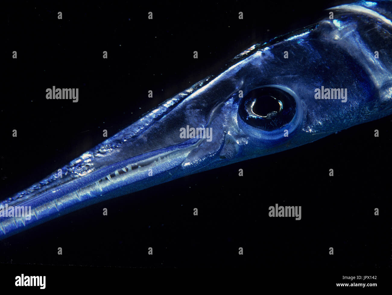 Needlefish - Atlantic Ocean Stock Photo - Alamy