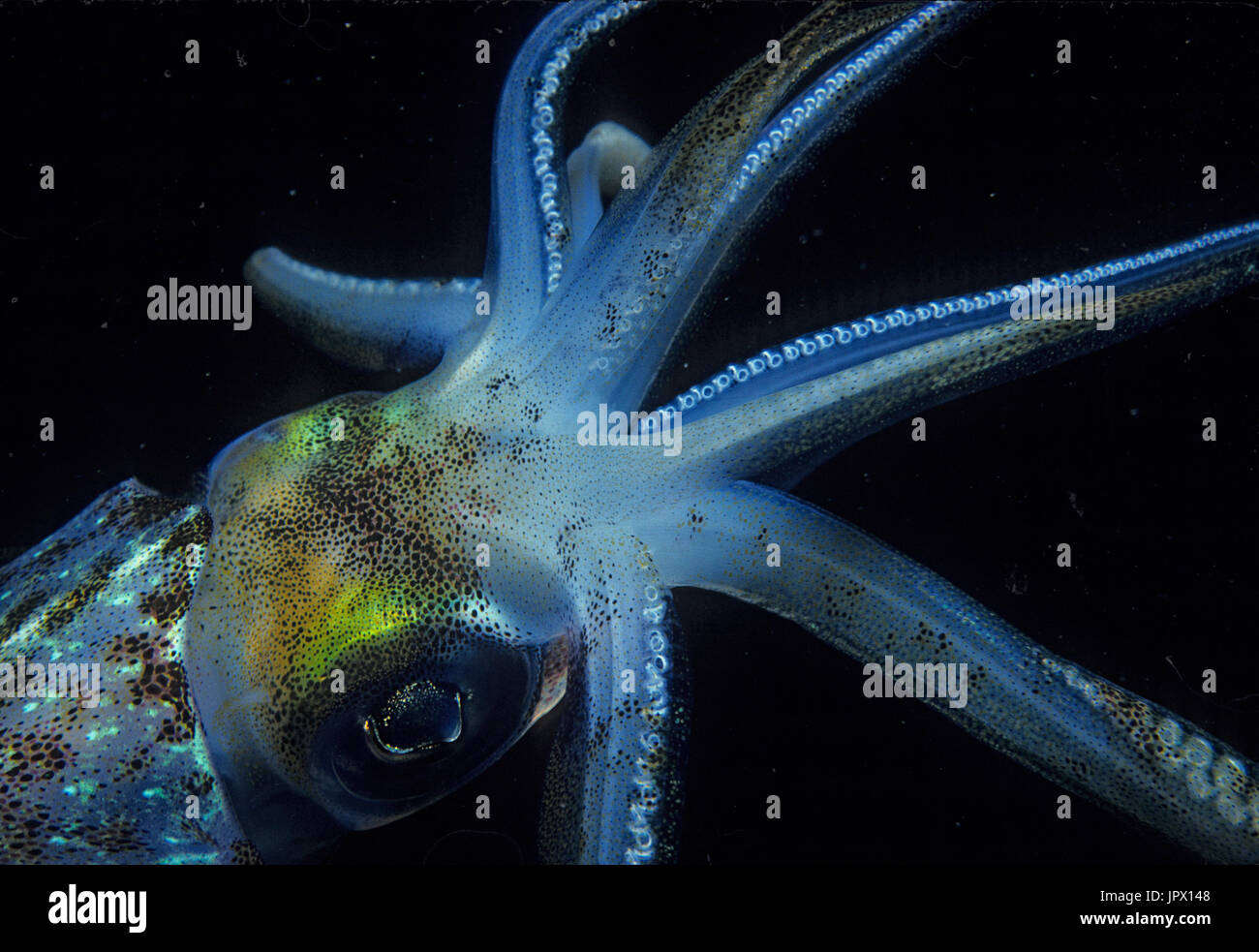 Coleoid coleoidea sp hi-res stock photography and images - Alamy