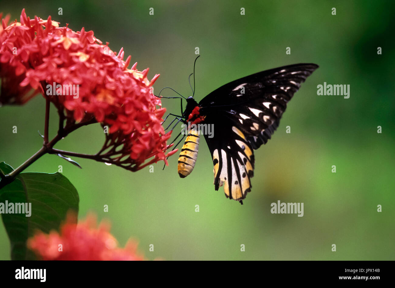 Queen alexandras birdwing hi-res stock photography and images - Alamy