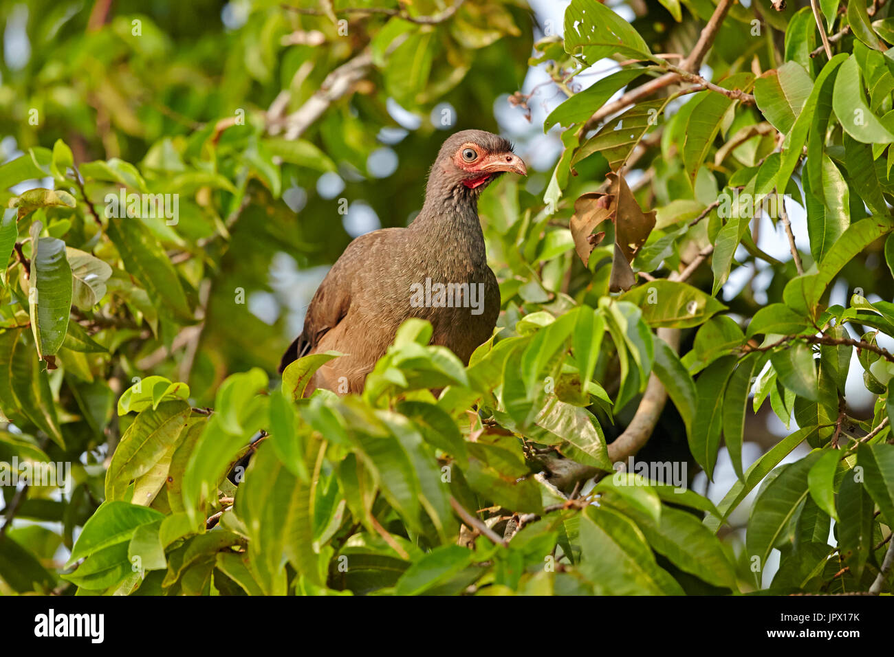 Chaco chachalaca eating berries - Brazil Pantanal Stock Photo - Alamy
