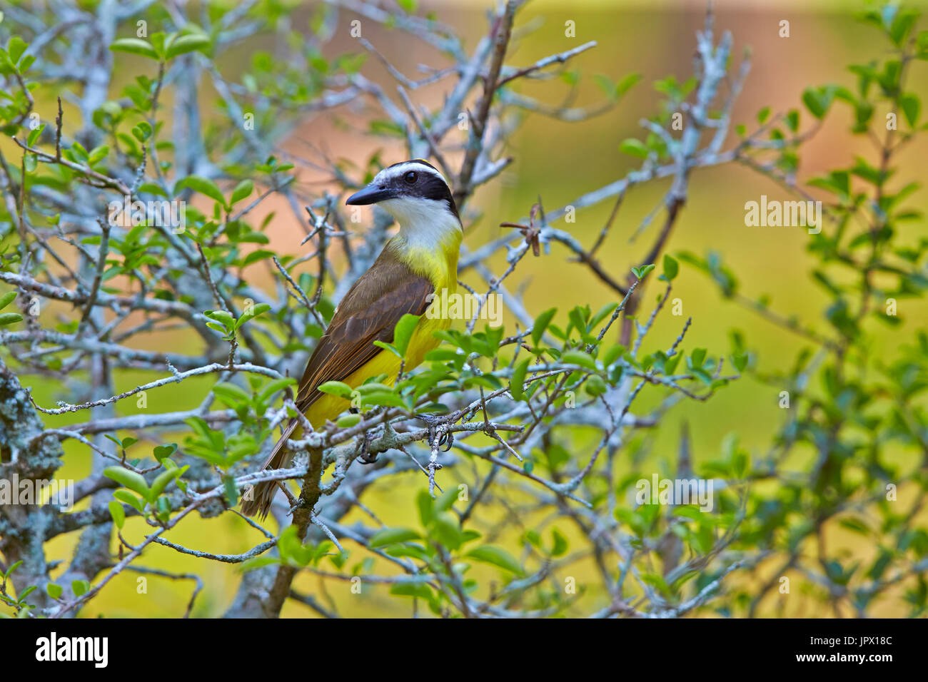 Great Kiskadee on a branch - Brazil Pantanal Stock Photo - Alamy