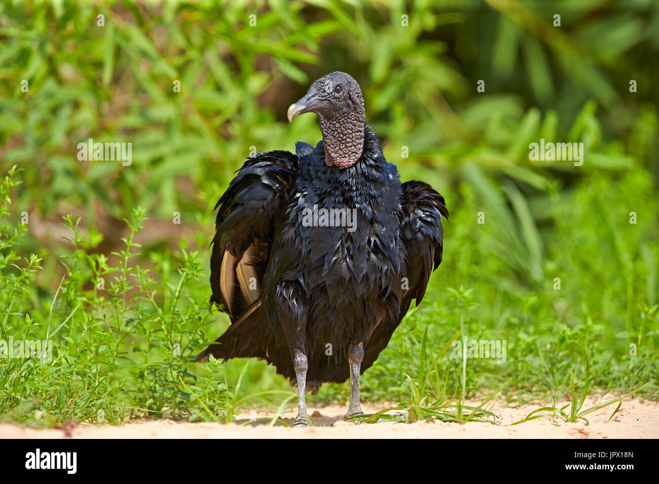 Black urubu hi-res stock photography and images - Alamy