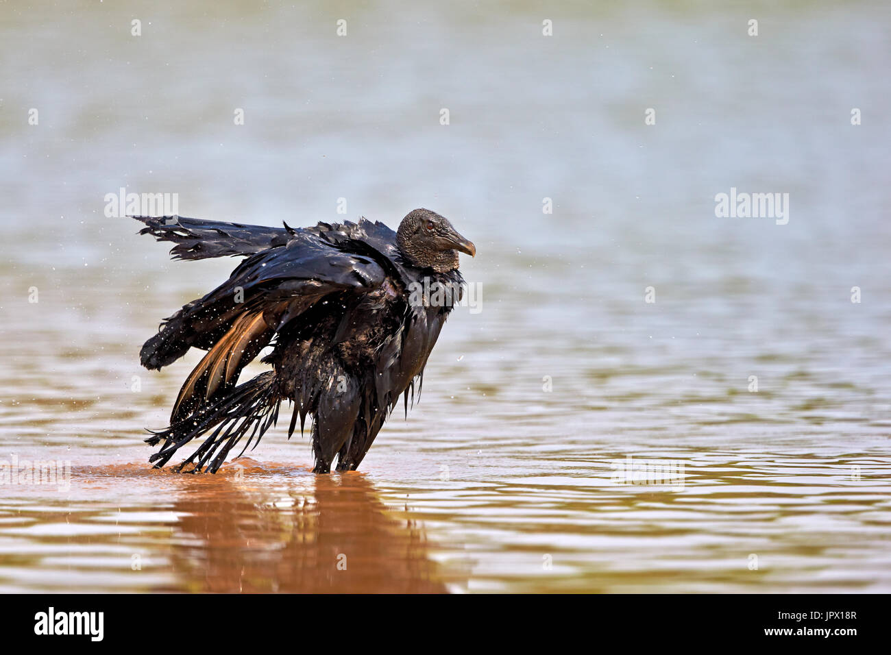 Black vulture bathing in a river - Brazil Pantanal Stock Photo - Alamy