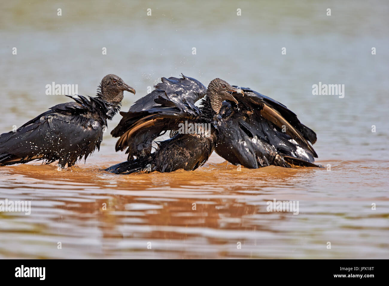 Black vultures bathing in a river - Brazil Pantanal Stock Photo - Alamy