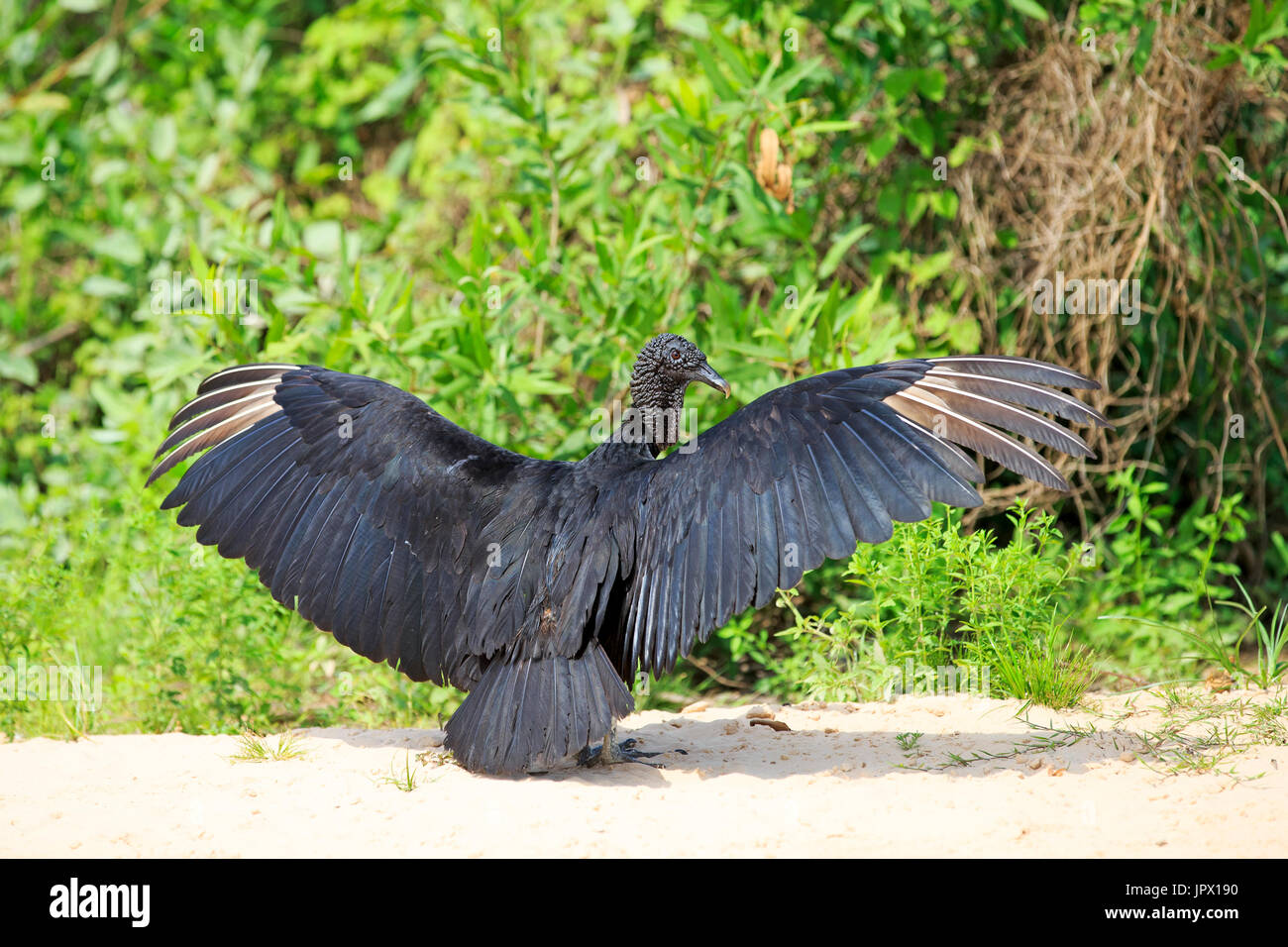 Black vulture taking a sun bath - Brazil Pantanal Stock Photo - Alamy