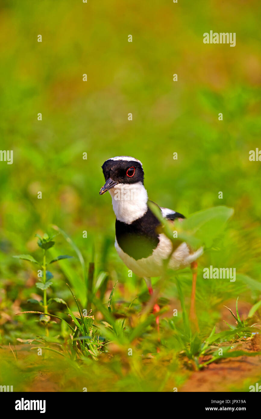 Pied Lapwing on bank - Brazil Pantanal Stock Photo - Alamy