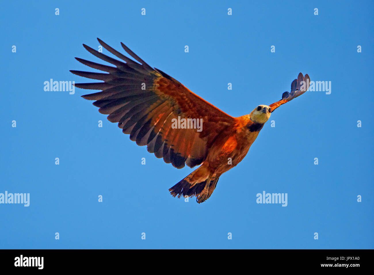 Black-collared Hawk in flight - Brazil Pantanal Stock Photo - Alamy