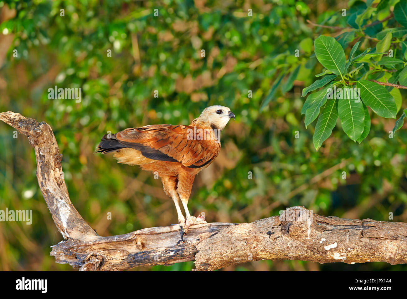 Black-collared Hawk on a branch - Brazil Pantanal Stock Photo - Alamy