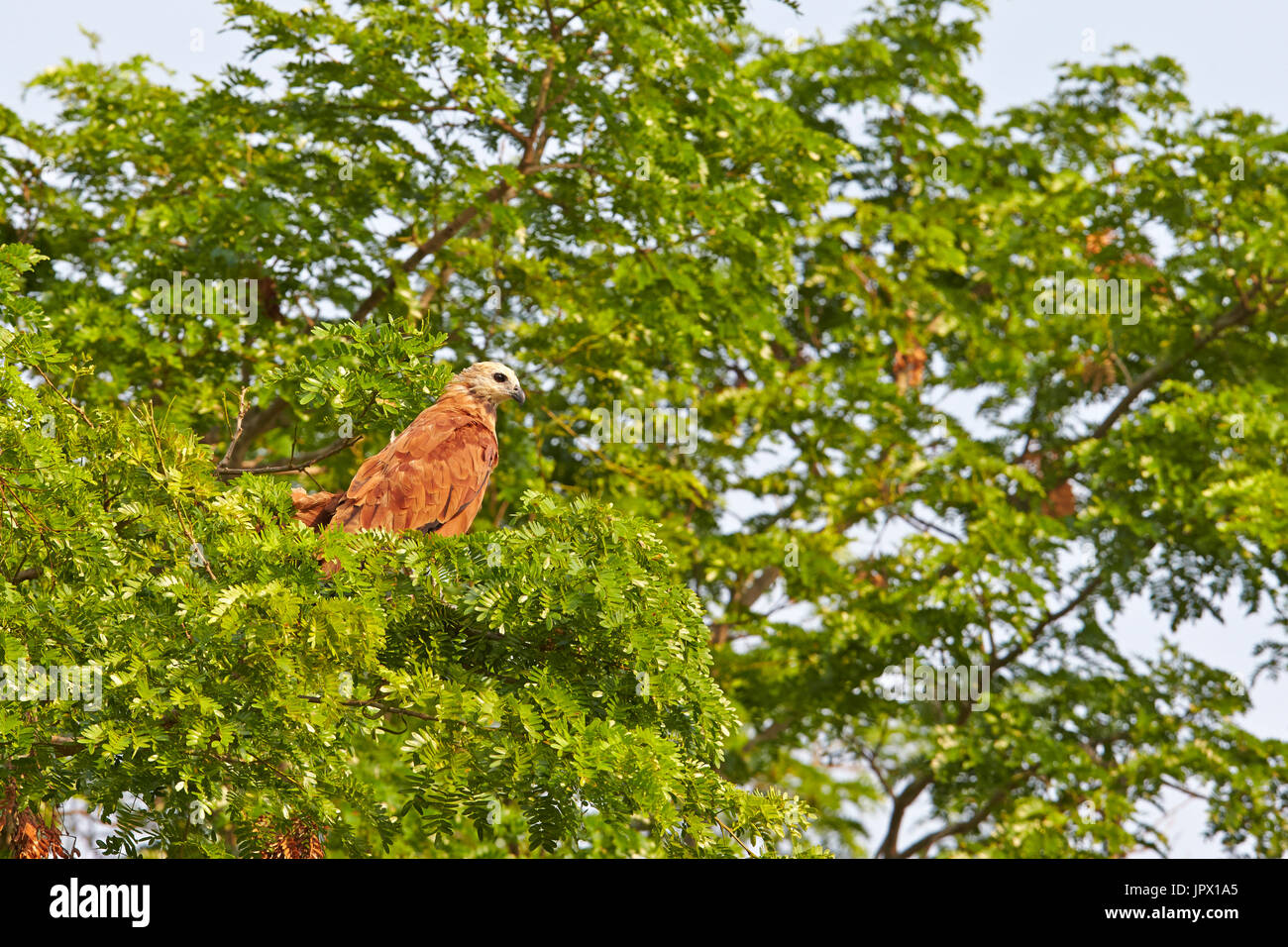 Black-collared Hawk on a branch - Brazil Pantanal Stock Photo - Alamy