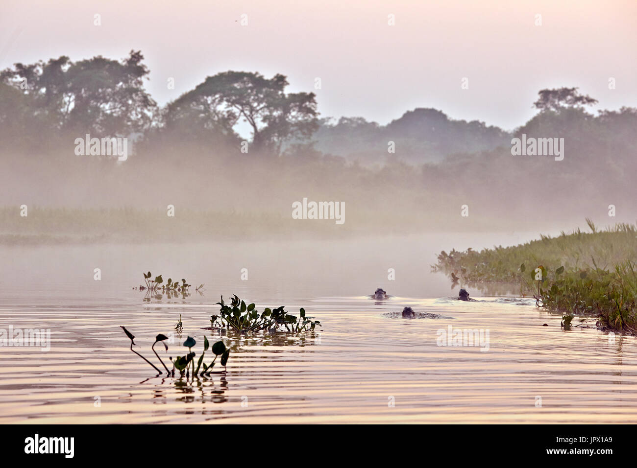 Sunrise on the alluvial forest - Brazil Pantanal Stock Photo - Alamy