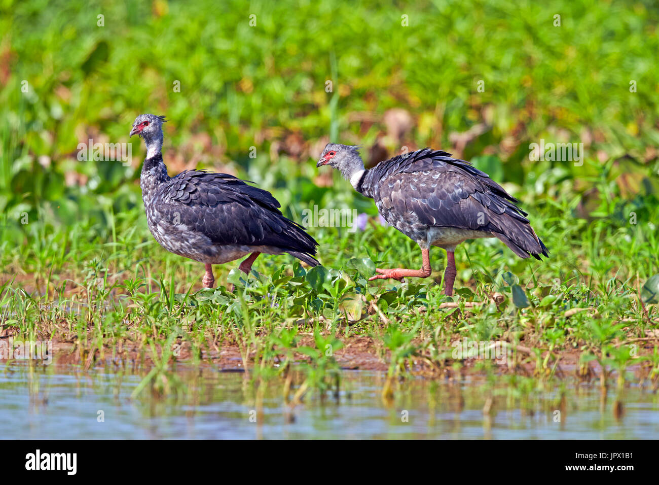 Southern Screamers in a bank - Pantanal Brazil Stock Photo - Alamy