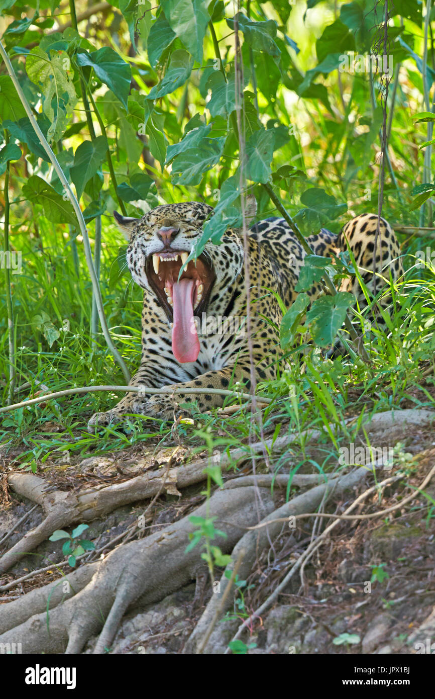 Jaguar yawning on the riverbank - Brazil Pantanal Stock Photo - Alamy