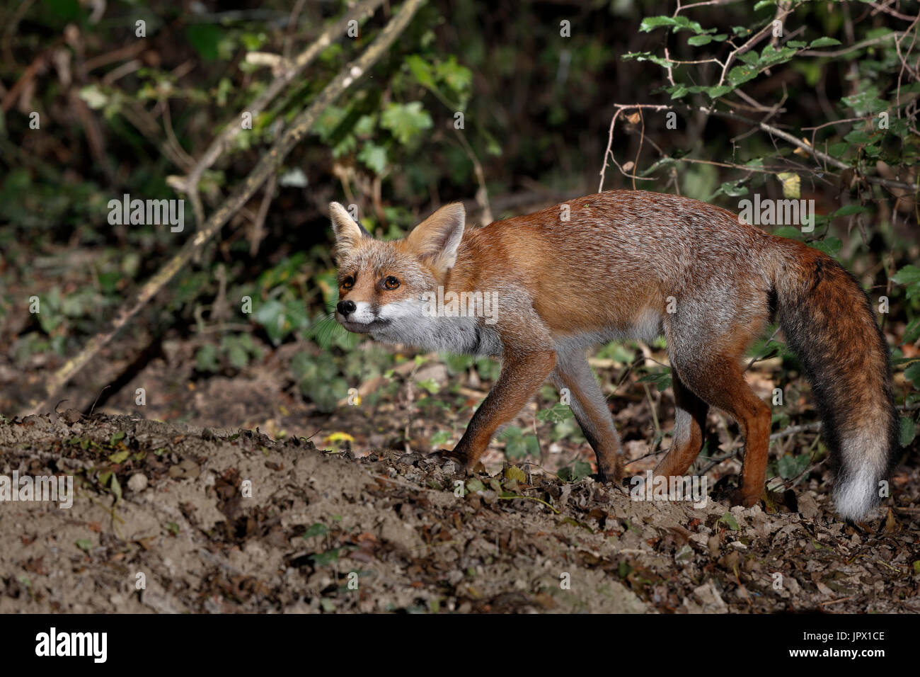 Red fox in the woods - Dombes France Stock Photo - Alamy