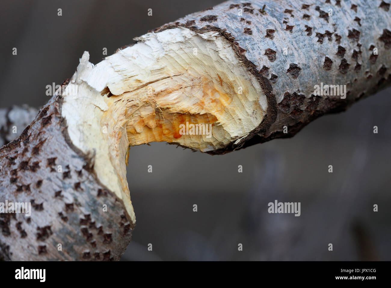 Tree gnawed by a beaver along the Rhone - France Stock Photo - Alamy