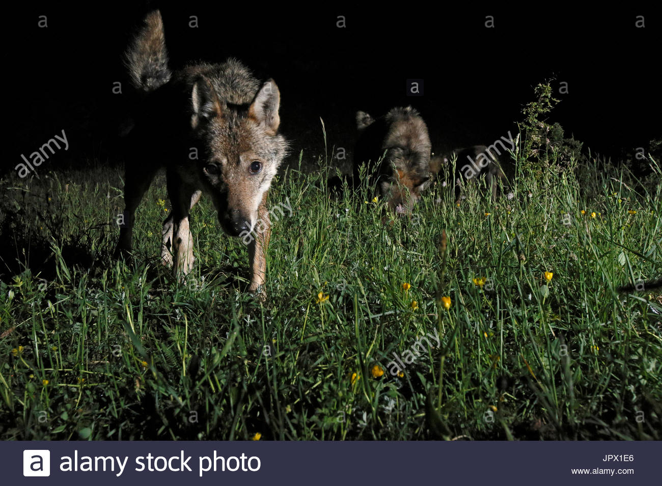Italian Wolf Stock Photos & Italian Wolf Stock Images - Alamy