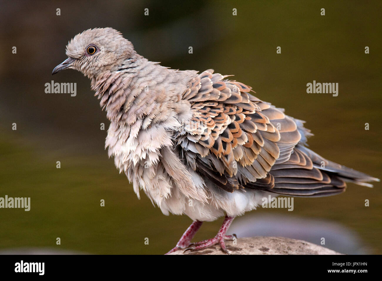 Young Turtle Dove - Tietar river Spain Stock Photo - Alamy
