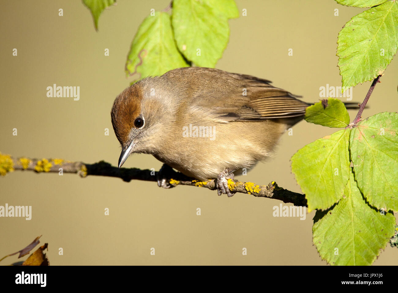 Female blackcap pose hi-res stock photography and images - Alamy