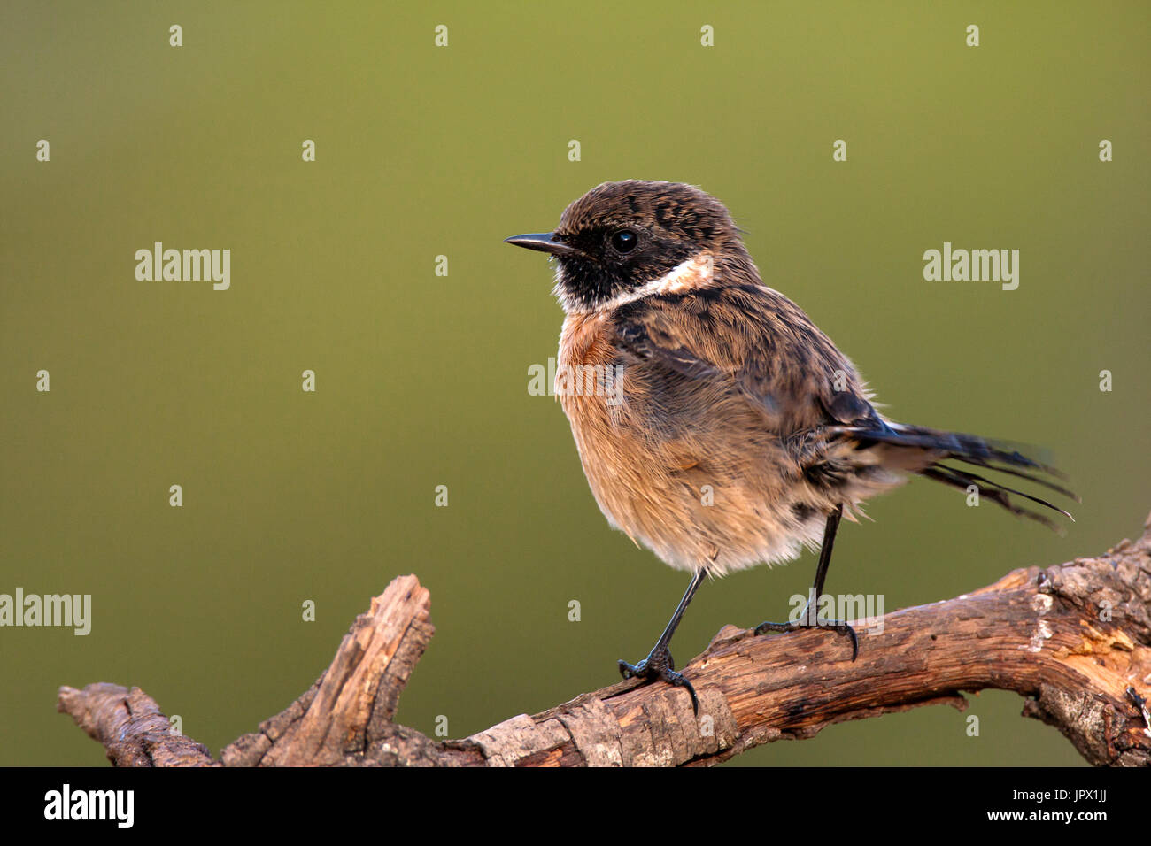 Siberian stonechats hi-res stock photography and images - Alamy