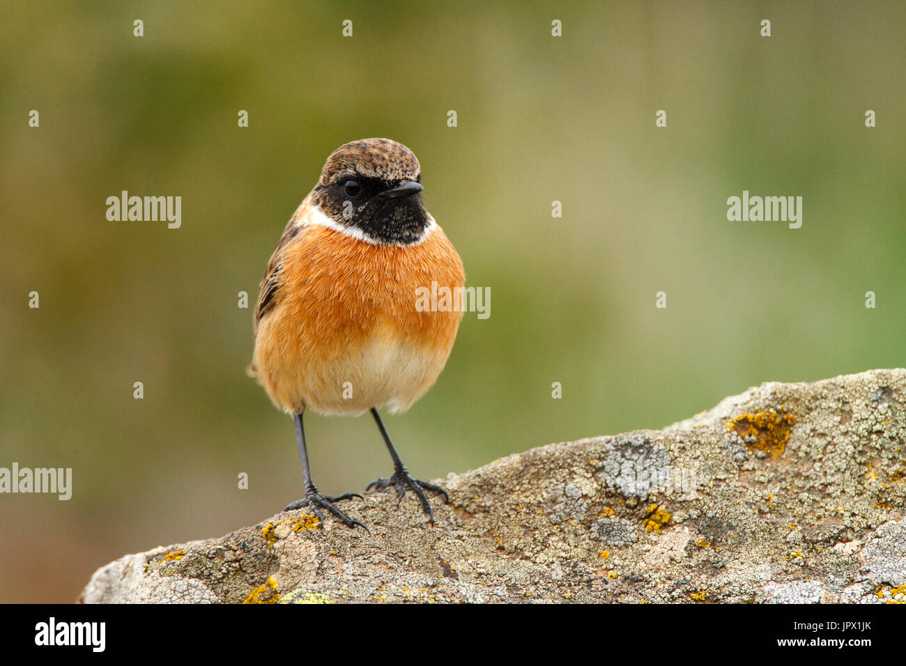 Siberian stonechats hi-res stock photography and images - Alamy