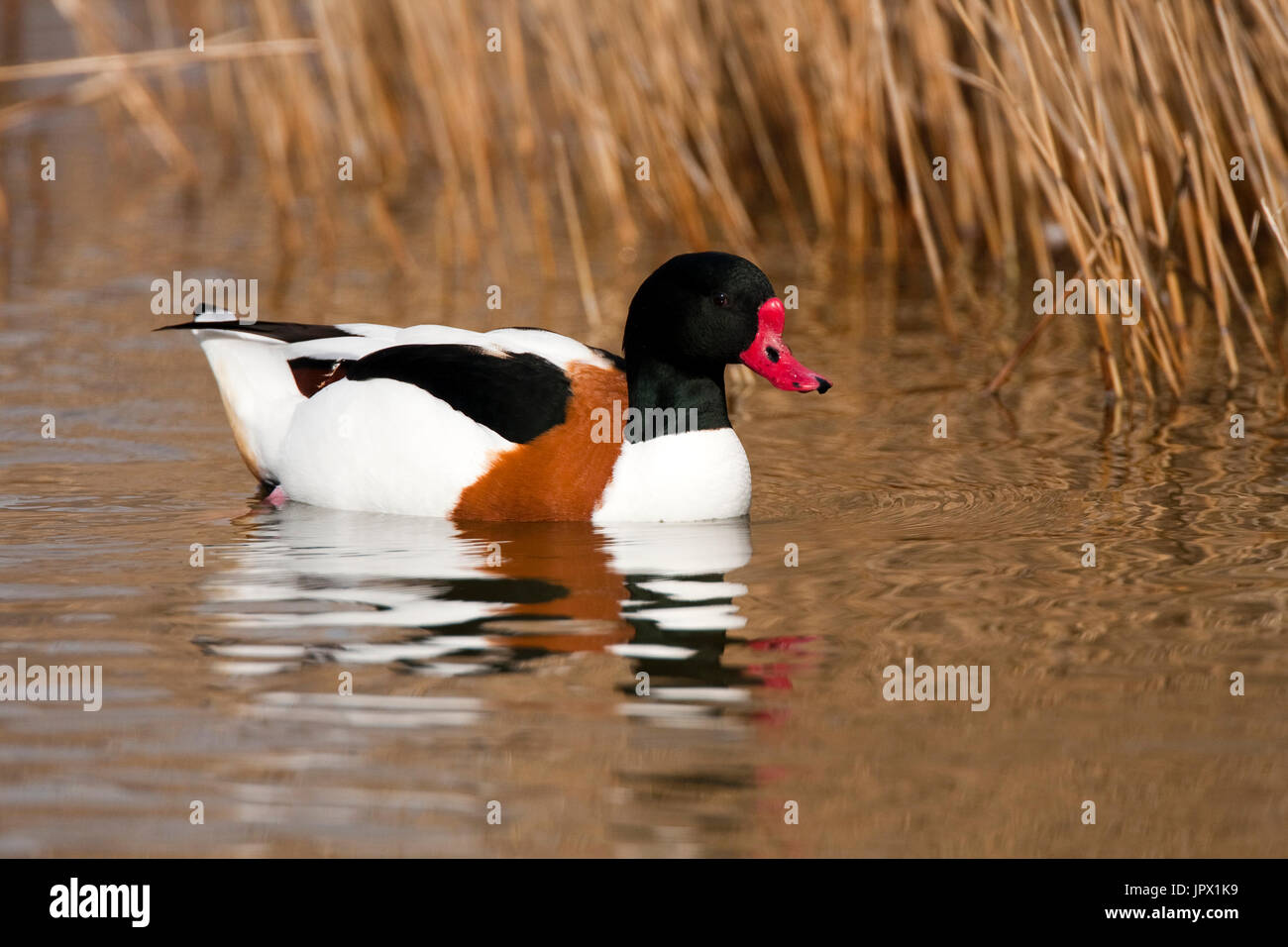Common Shelduck on water - Tablas de Daimiel Spain Stock Photo - Alamy