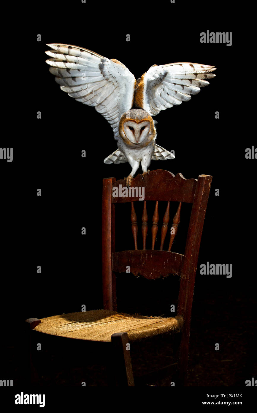 Barn Owl on chair at night - Spain Stock Photo - Alamy