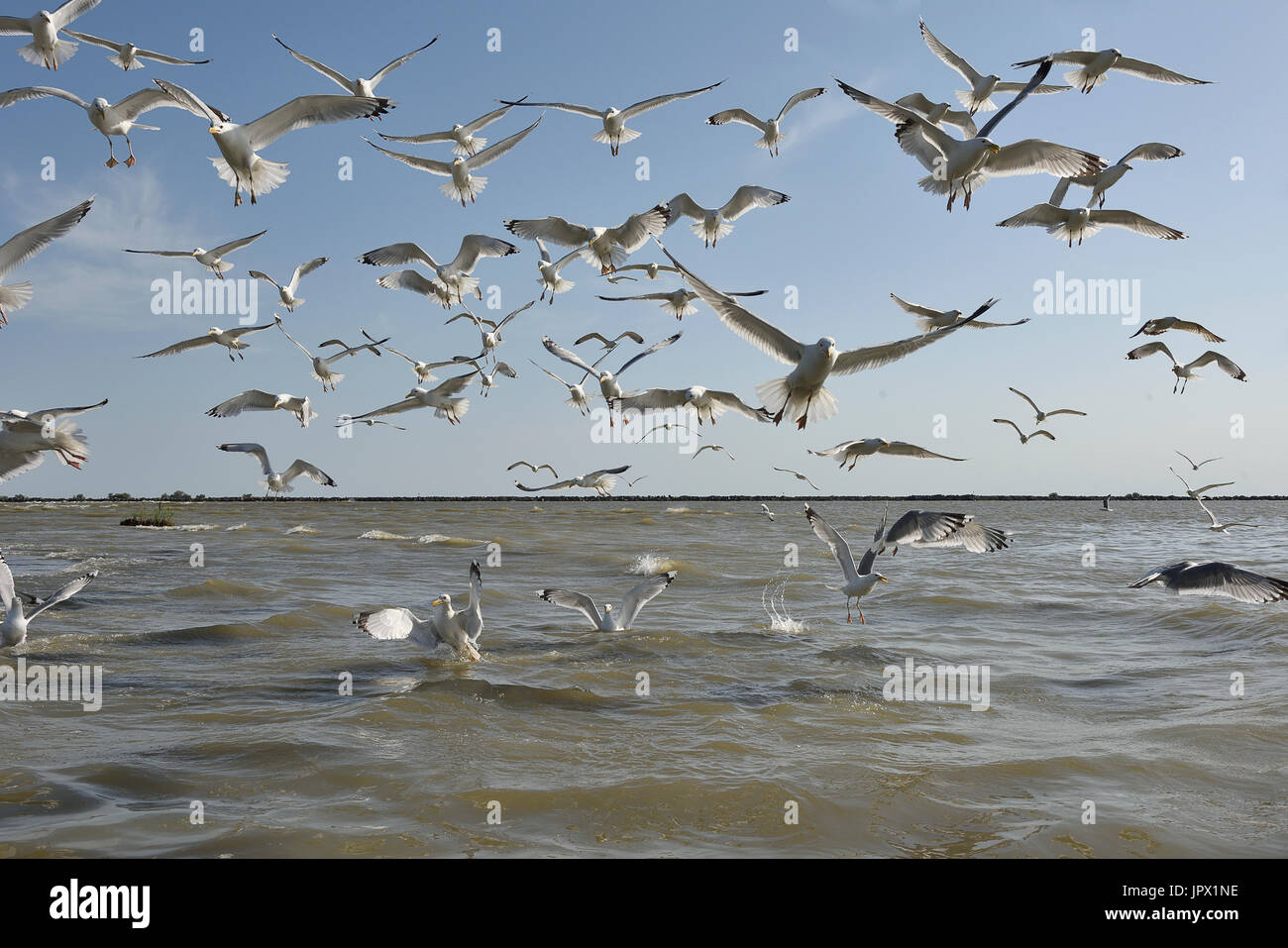 Caspian Gulls in flight - Danube Delta Romania Stock Photo - Alamy