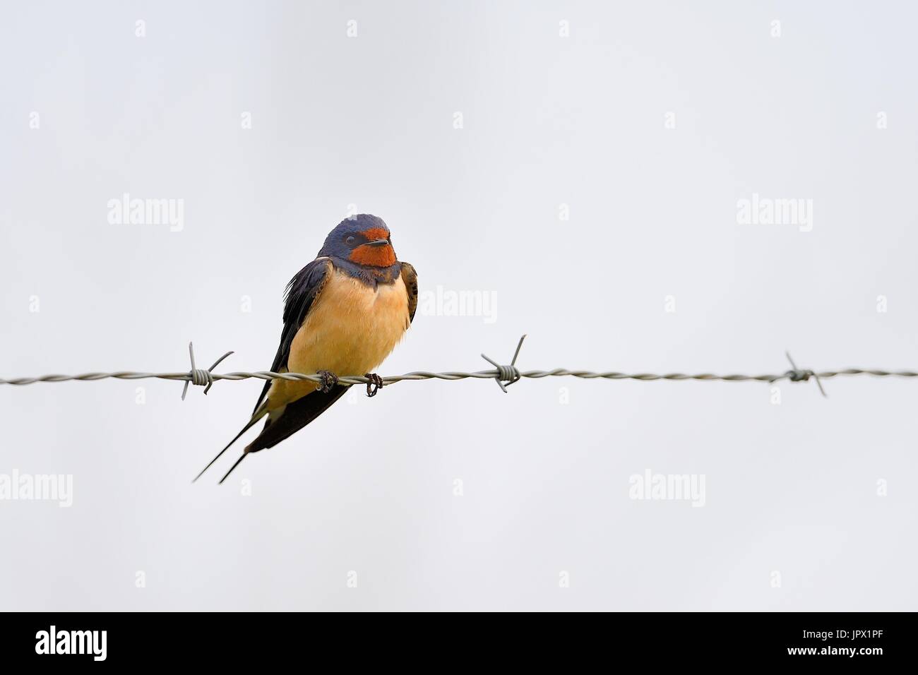 Barn Swallow on a barbed wire - Spain Stock Photo - Alamy
