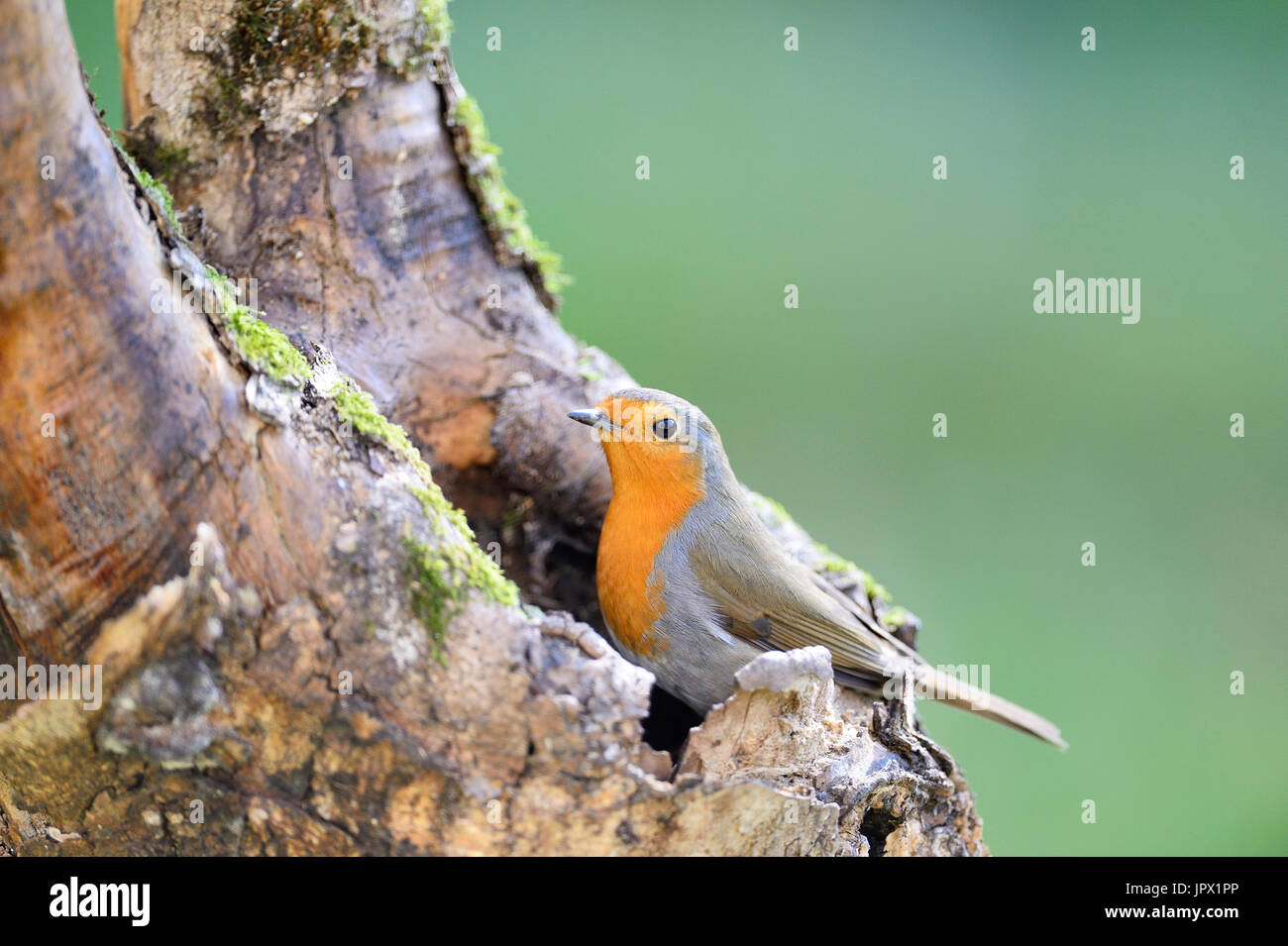 European Robin on a branch - France Stock Photo - Alamy