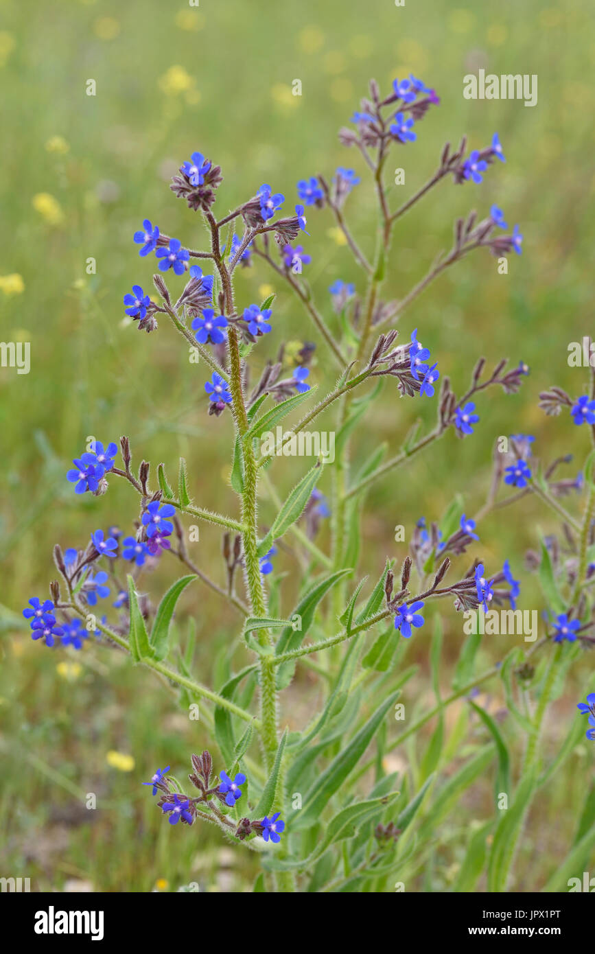 Italian Bugloss flowers - France Stock Photo - Alamy