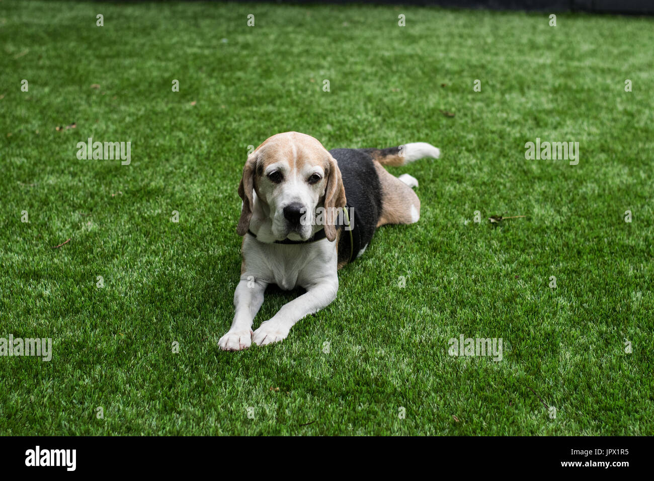 American beagle hi-res stock photography and images - Alamy