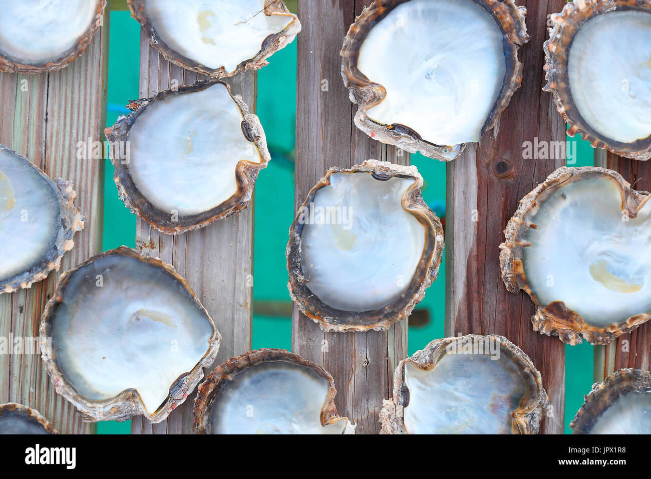 Oyster shells pearl - Rangiroa French Polynesia Stock Photo - Alamy
