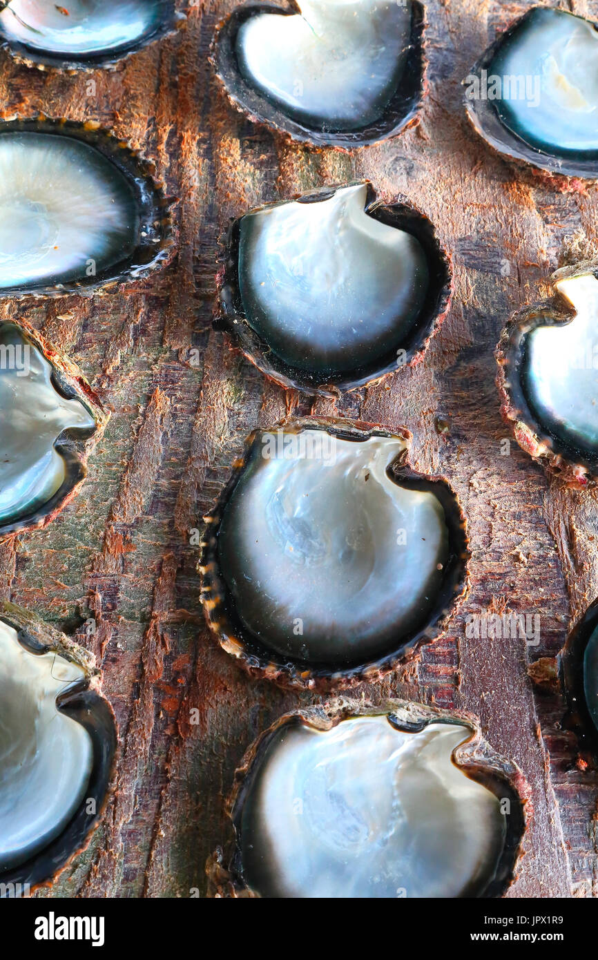 Pacific oyster shell pearl hi-res stock photography and images - Alamy