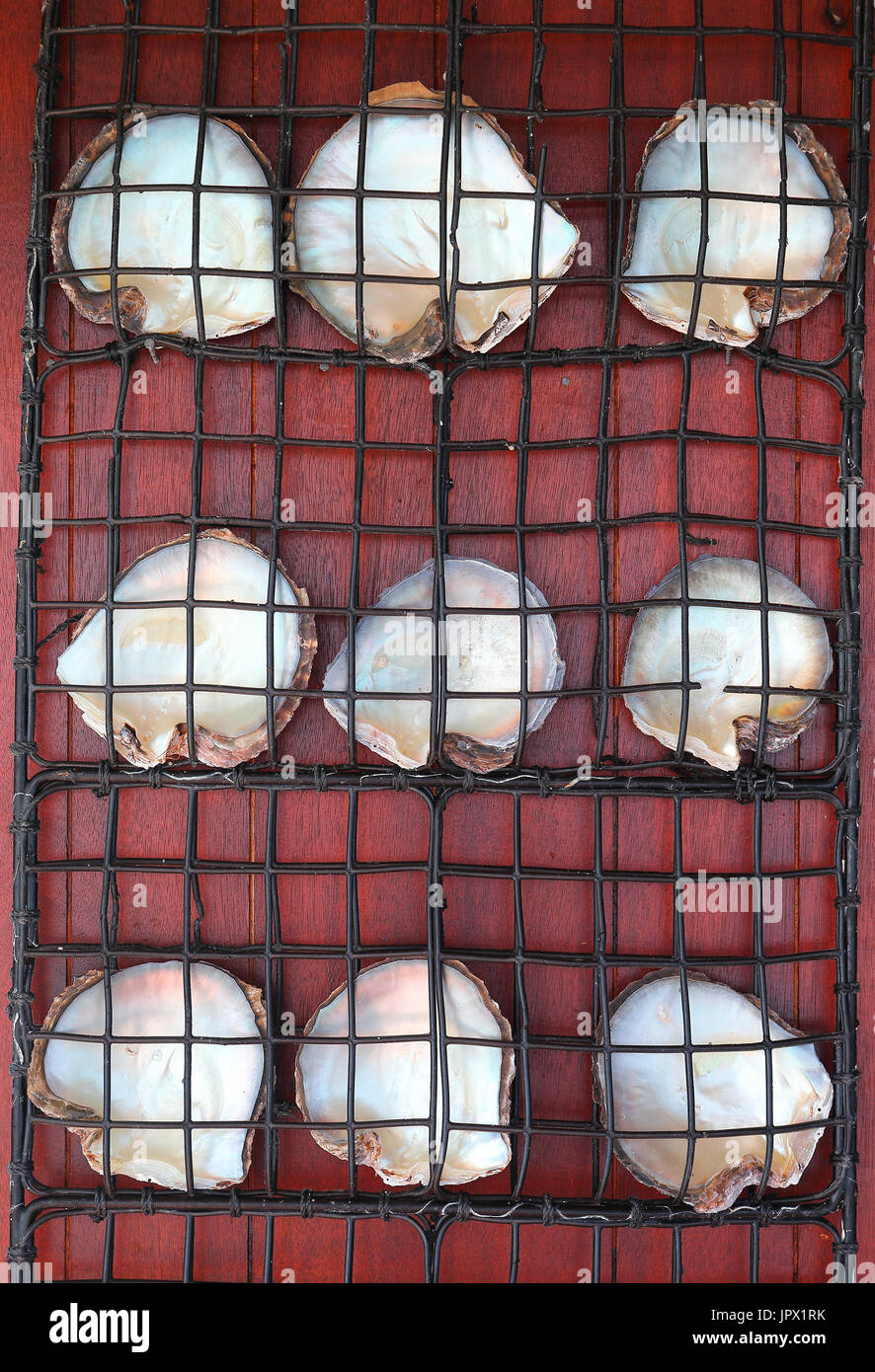 Polynesian oyster shells in a pearl net - Tuamotu Stock Photo - Alamy