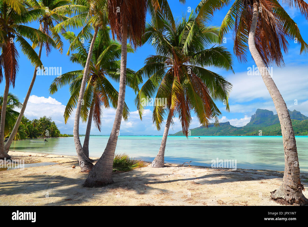Coconut trees on the banks of Lagoon - Bora Bora French Polynesia Stock ...