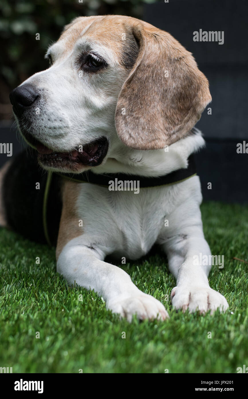 American beagle hi-res stock photography and images - Alamy