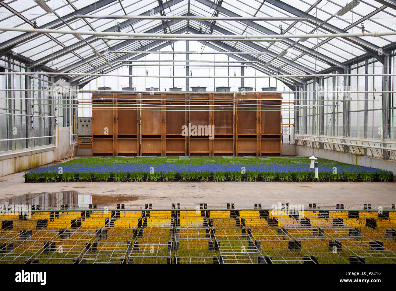 Glass house with flowers Stock Photo - Alamy
