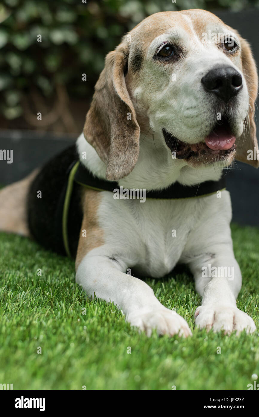 Beagle puppy with ball hi-res stock photography and images - Alamy