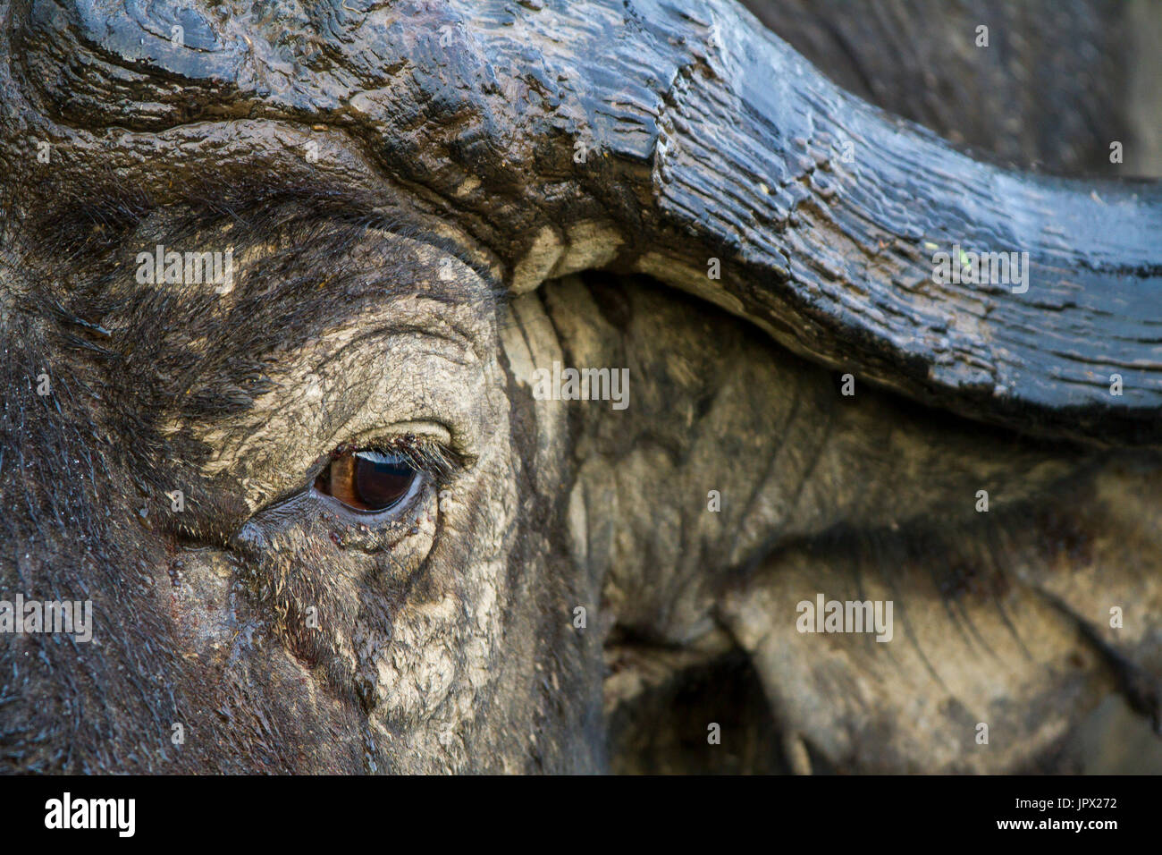 Eye of Cape buffalo - Nakuru Kenya Stock Photo - Alamy