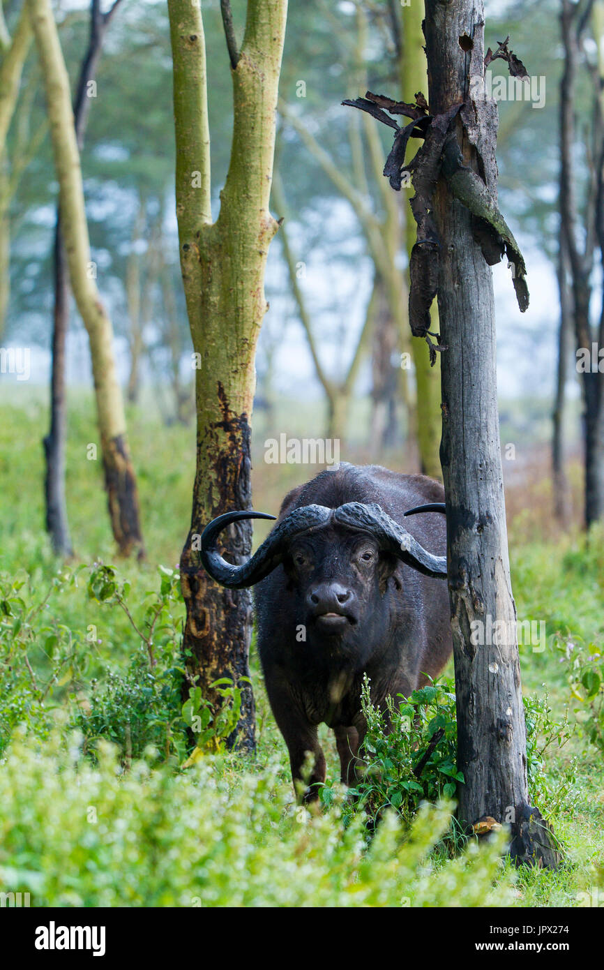 Cape Buffalo and Fever Trees - Nakuru Kenya Stock Photo - Alamy