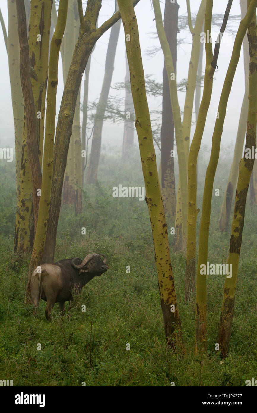 Cape Buffalo and Fever Trees - Nakuru Kenya Stock Photo - Alamy