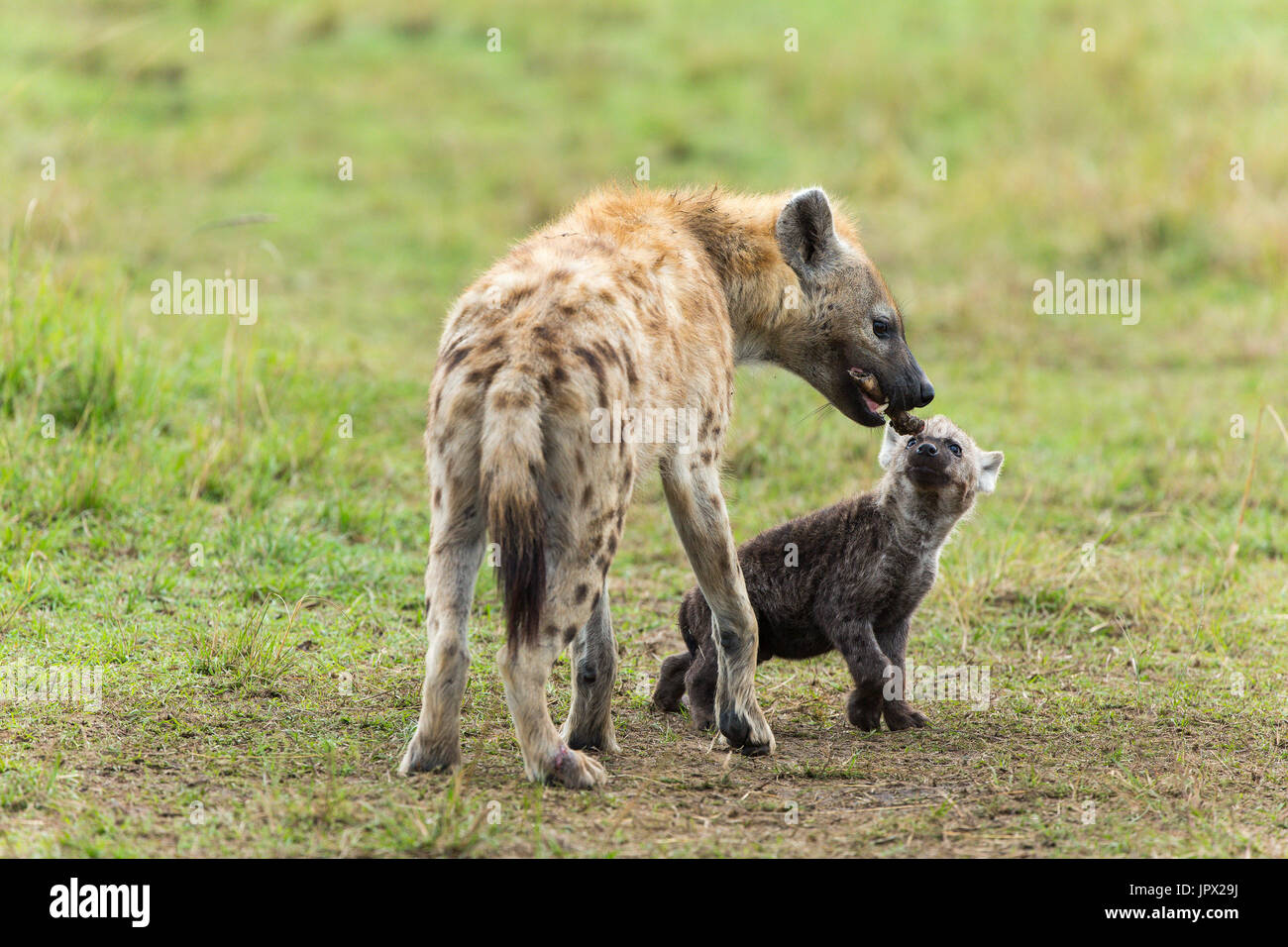 Spotted Hyena female and young at den - Masai Mara Kenya Stock Photo ...