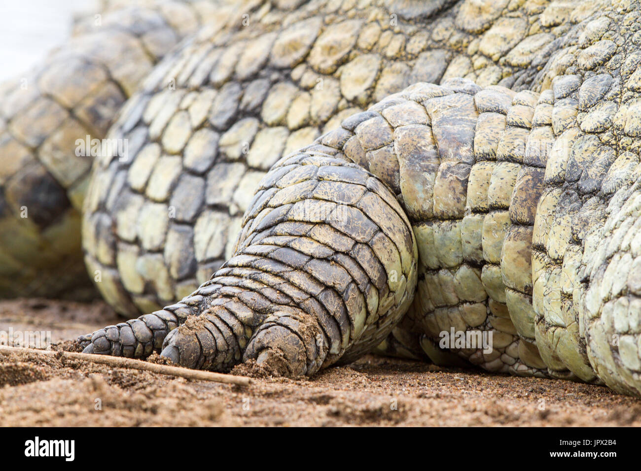 Paw of Nile crocodile resting on the river bank - Kenya Stock Photo - Alamy