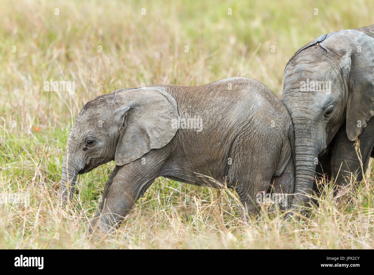 Young African Elephants playing - Masai Mara Kenya Stock Photo - Alamy