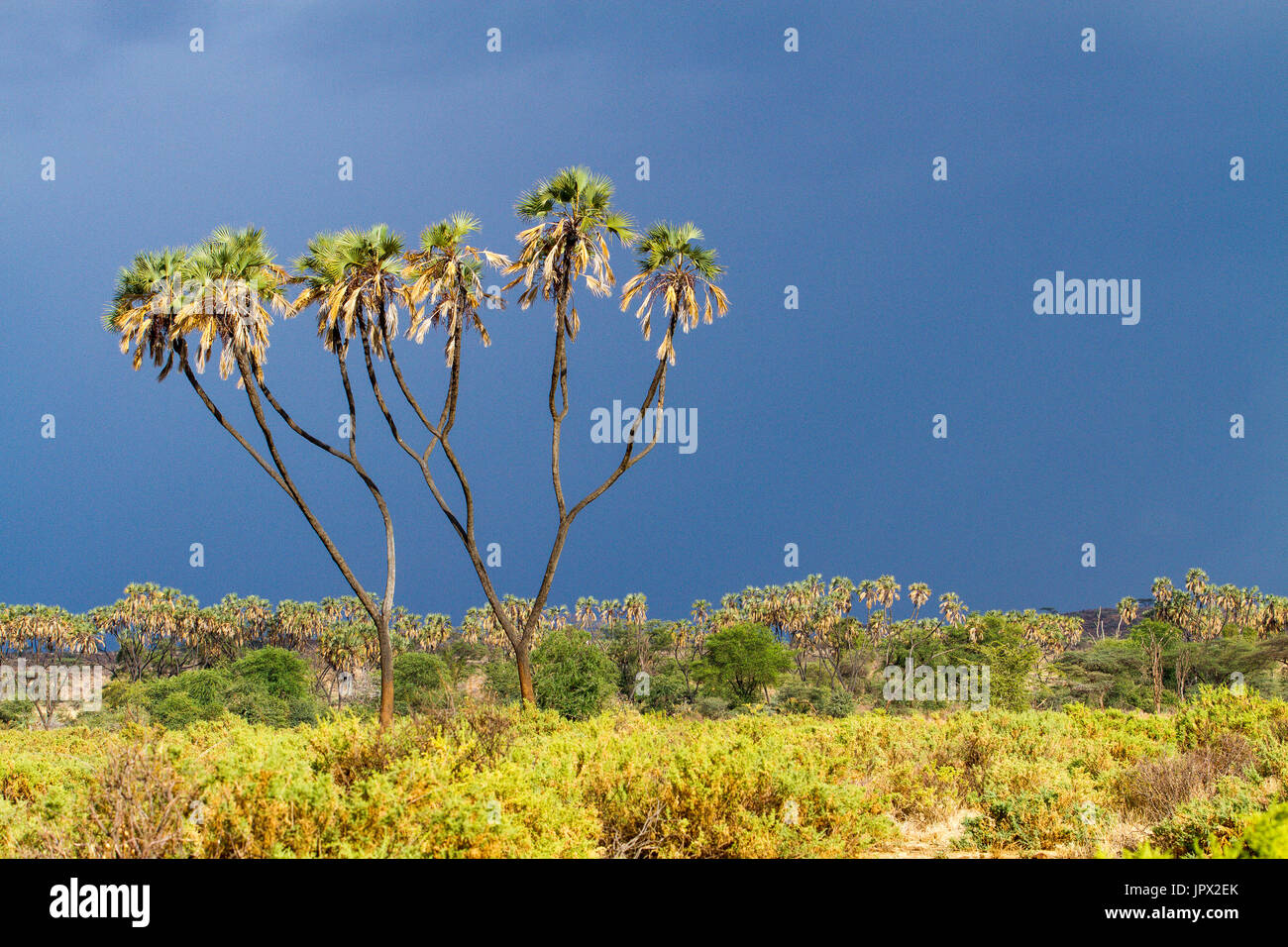 East african doum palm tree hi-res stock photography and images - Alamy