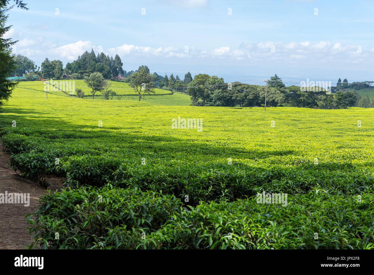 Tea plantation - Lake Nakuru Kenya Stock Photo - Alamy