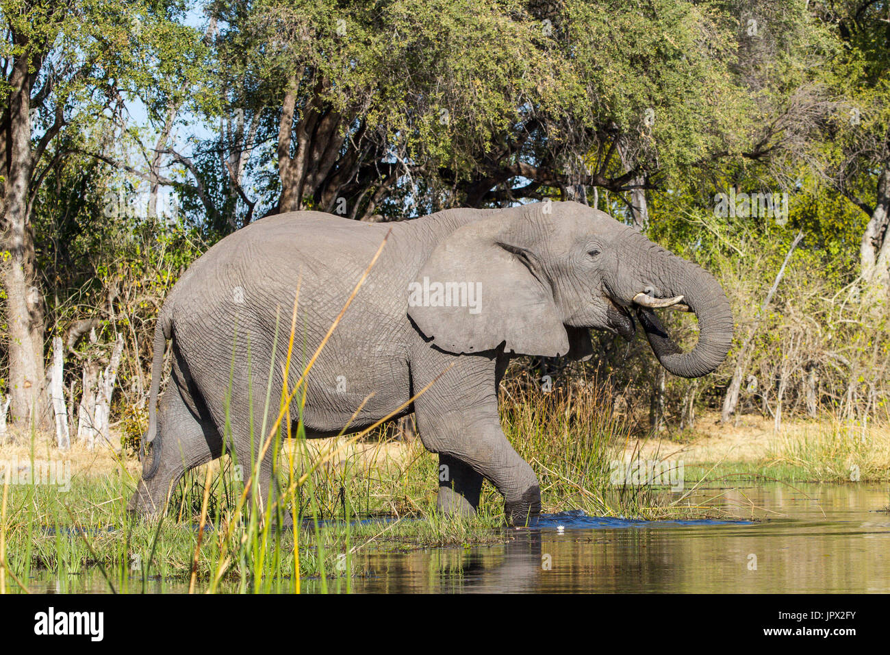 Male African elephant drinking - Khwai River Botswana Stock Photo - Alamy