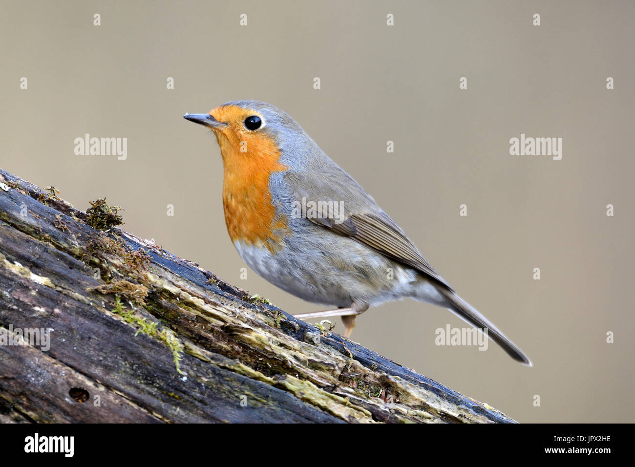 Robin redbreast profile hi-res stock photography and images - Alamy